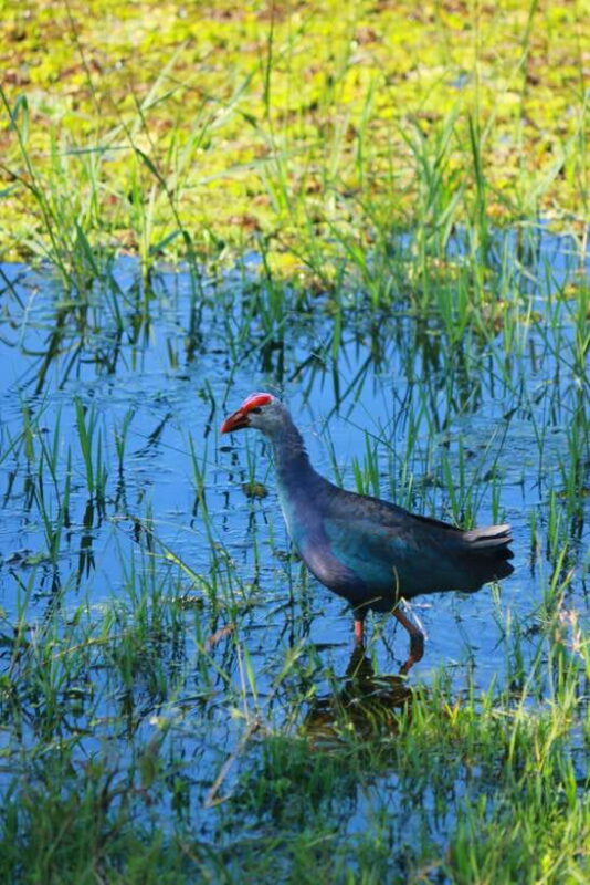 Yala National Park Safari Tour from Hambantota Port - The Practical Side: Timing, Transportation, and Booking