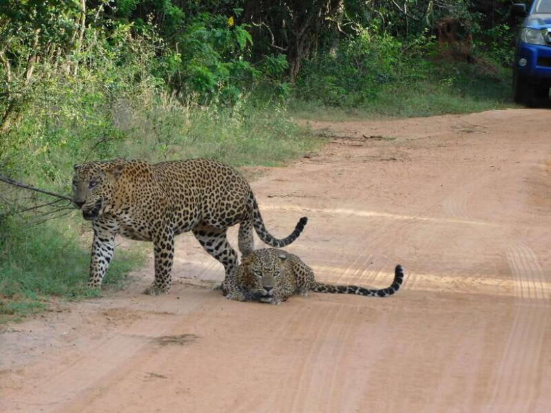 Yala National Park Safari Tours : 7 hours & 12 hours - Potential Drawbacks and Considerations