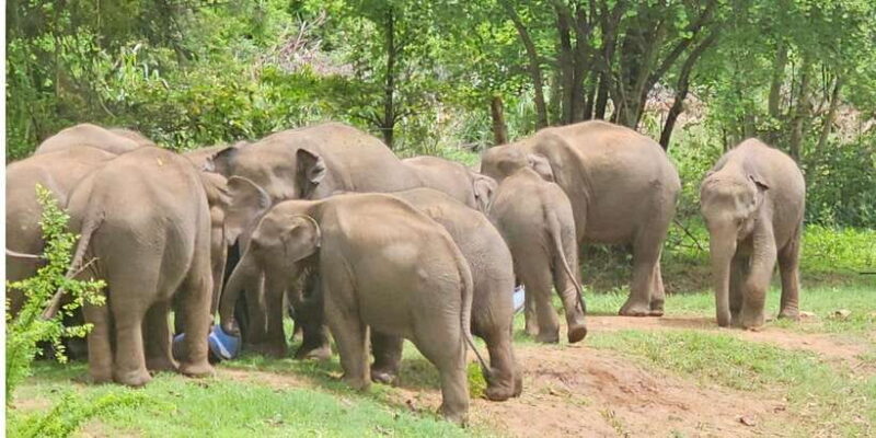 Yala Safari Day Tour - Bentota/Aluthgama/Ahungalla/Kosgoda - Detailed Breakdown of the Itinerary