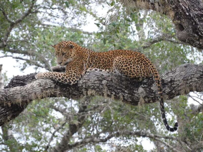 YALA SAFARI TOUR with Galle/Mirissa/Tangalle/Ella Transfers - The Sum Up