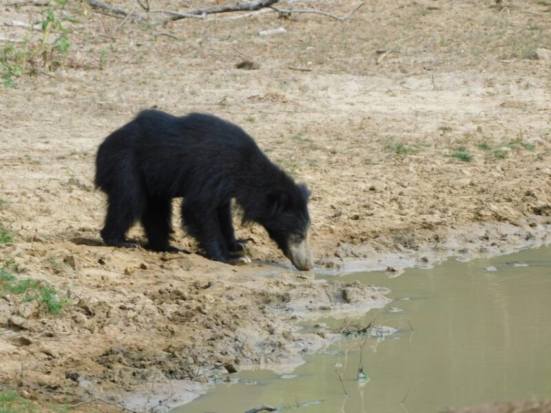 Yala Safari Tours from Ella/Mirissa/Hiriketiya/Tangalle - The Sum Up: Whos This Safari for?