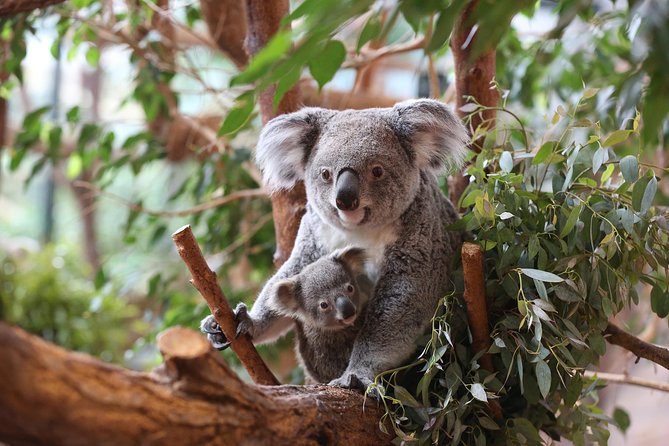 Zoo Of Beauval - Private Trip - Practical Tips for Booking and Planning
