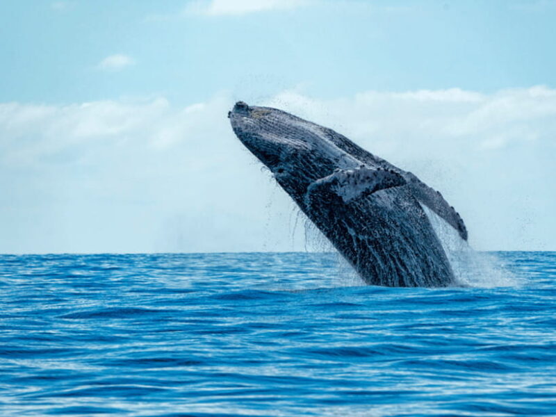 11 Days Sri Lanka Tour With Private Chauffeur & Vehicle - FAQ