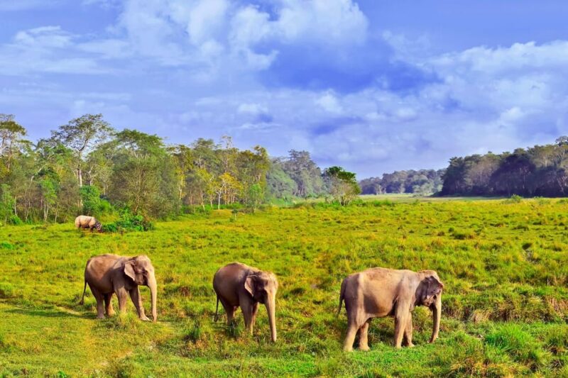 3 Days Chitwan Jungle Tour with Meals - Kathmandu & Pokhara - Who Should Consider This Tour?