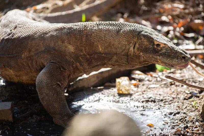 3D2N Komodo Kayak Tour - FAQ: Practical Questions Answered