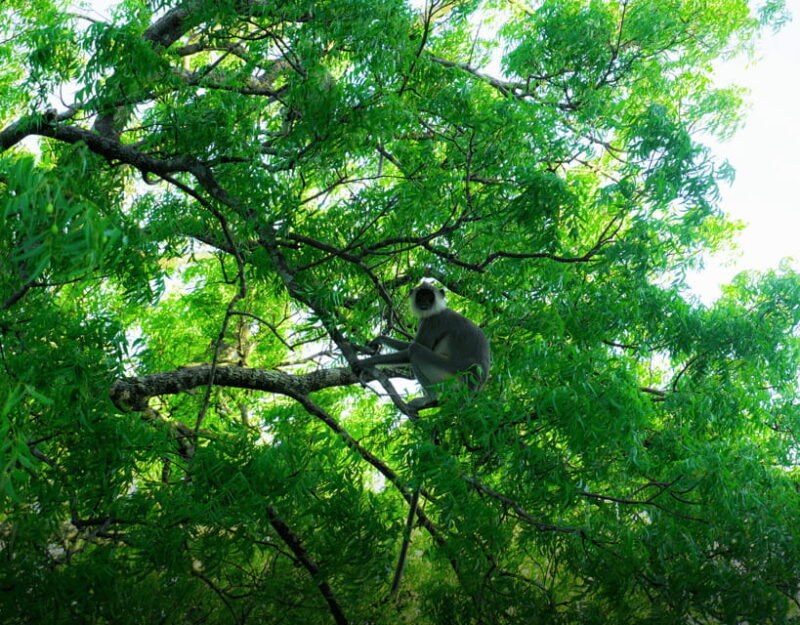 All-Inclusive Habarana HuruluEco Park Private Halfday Safari - FAQ