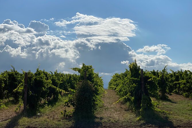 Among ancient sunny vineyards, visit and taste the wines from the San Lorenzo cellar - Who Should Consider This Tour?
