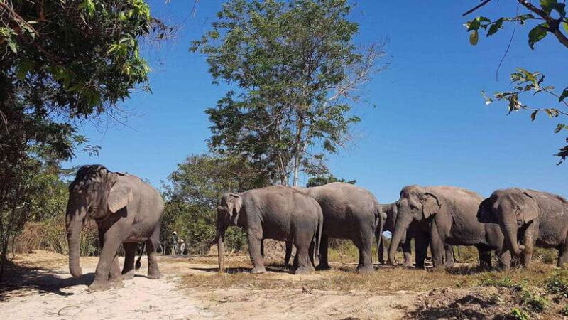 Angkor Wat Temples & Kulen Elephant Forest Day Tour - Additional Resources and Similar Experiences