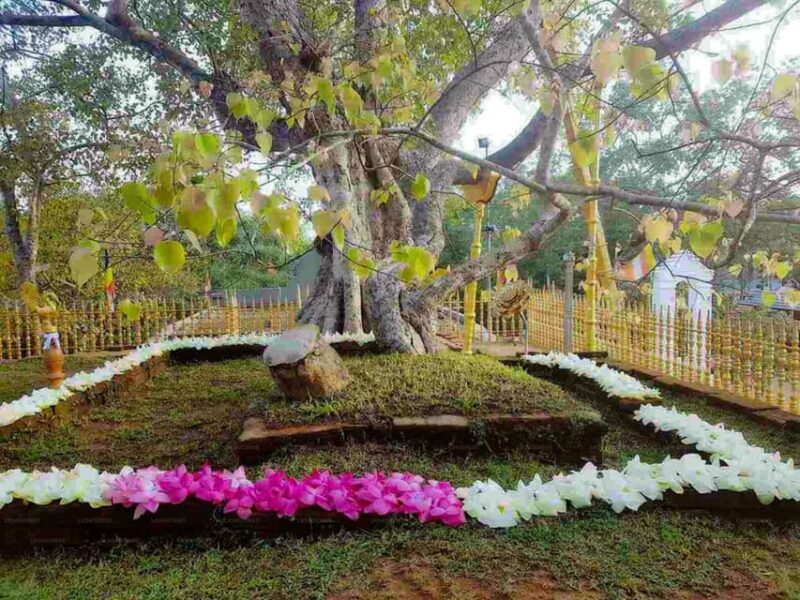 Anuradhapura & Aukana: Private Day Tour From Habarana - Who Should Consider This Tour?