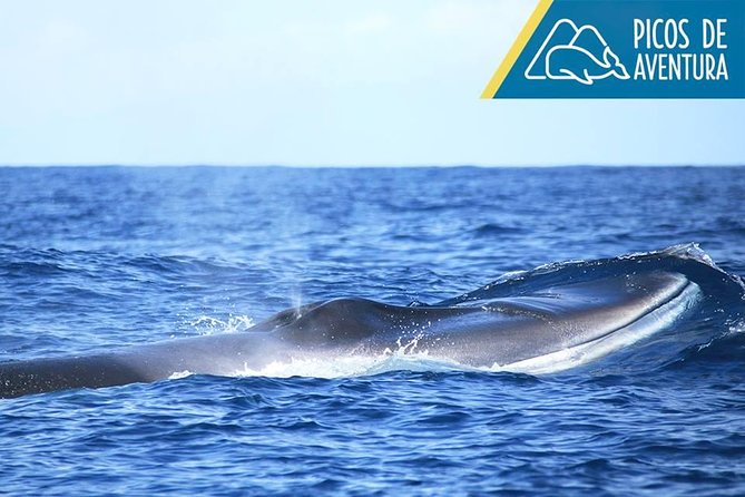 Azores Whale Watching Tour  Ponta Delgada - Transportation, Group Size, and Comfort