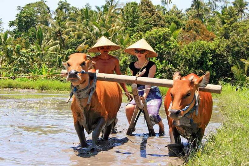 Bali: Experience Authentic Balinese Life Private Tour - The Sum Up