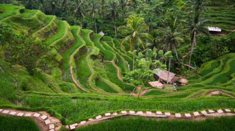 Bali: Full-Day Ubud Highlight & Tanah Lot Temple Sunset Tour - Final Thoughts: Who Should Consider This Tour?