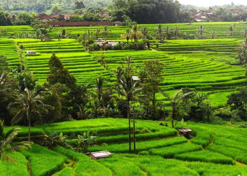 Bali: Ubud Private Tour with Waterfall - Forest - Rice field - Art Villages and Local Craftsmanship
