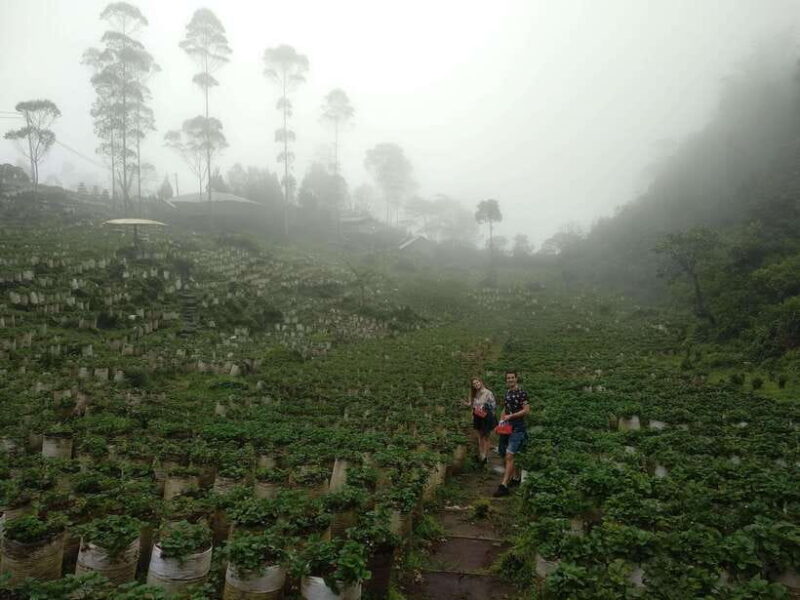 Bandung: White Crater Volcano Guided Day Trip - Starting the Day