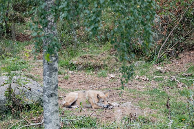 Bear and Arctic Animals 2 Day Trip from Rovaniemi - FAQ