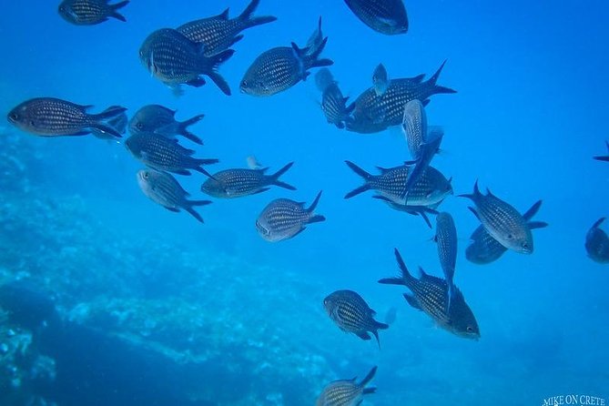 Beginner Diving Experience in Ligaria Bay - The Value of the Experience