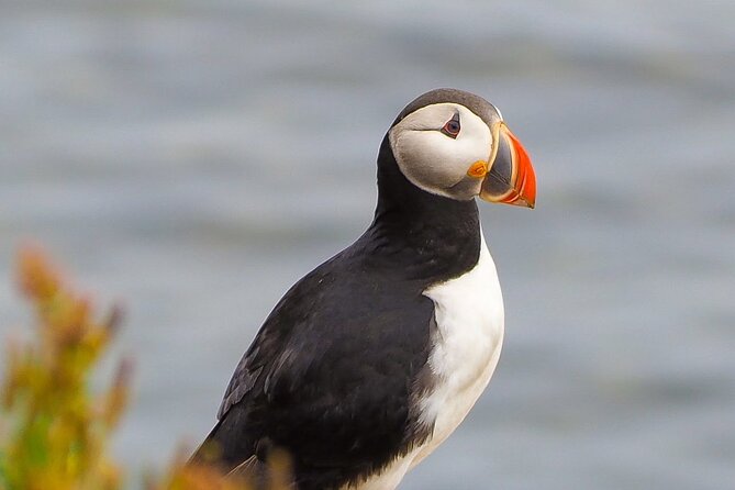 Big Whales & Puffins RIB boat tour from Húsavík - The Sum Up