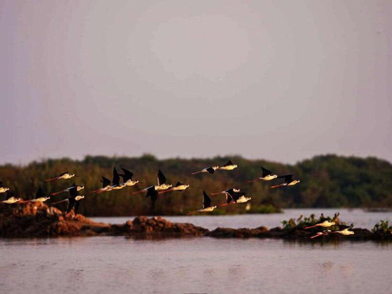 Bird Watching at Tonle Saps Inundated Forest From Siem Reap - Who Will Love This Tour?