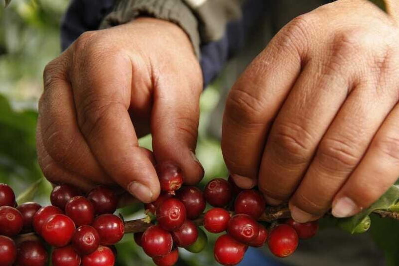 Buon Ma Thuot: Authentic Coffee Farm Experience with Lunch - Final Thoughts