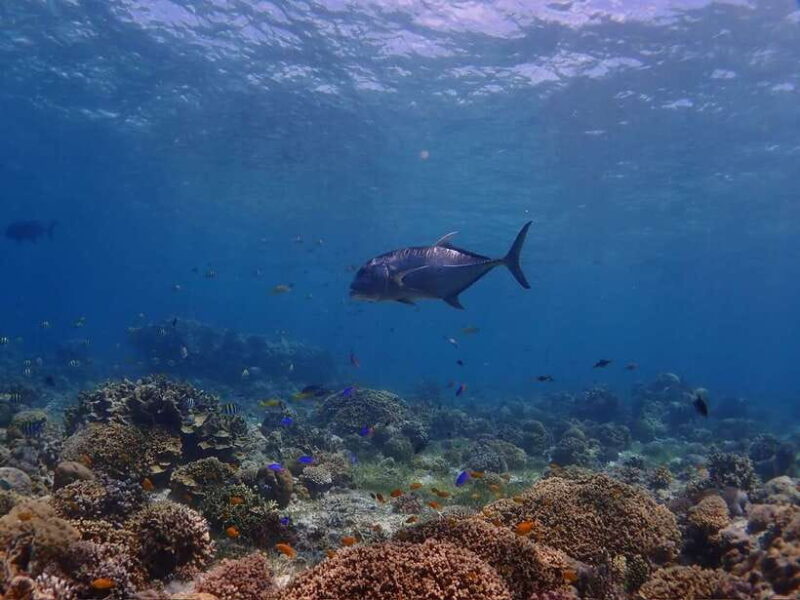 Cebu: boat diving two dive tour in Olango island - FAQ
