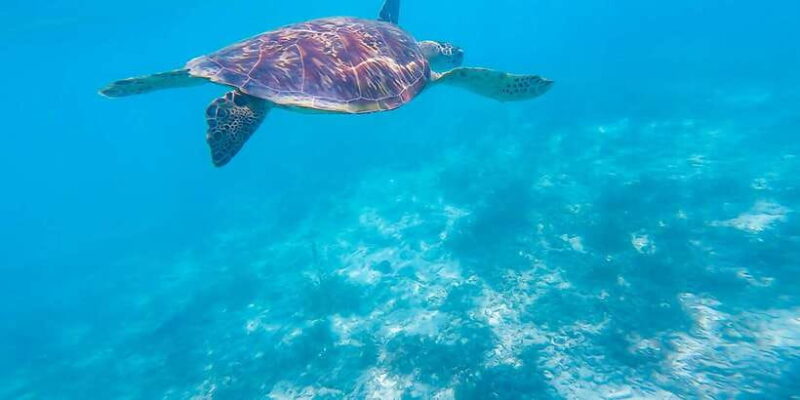 Cebu: Moalboal Sardines & Turtle Snorkeling and Canyoneering - The Sum Up