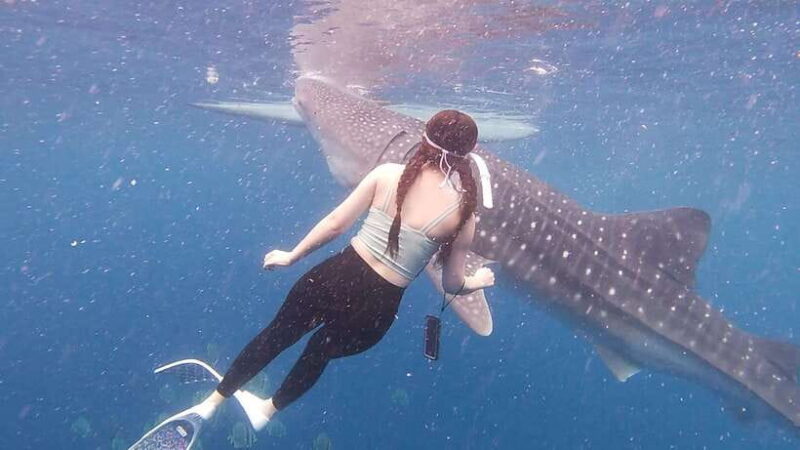 Cebu: Oslob Whaleshark & Sardines Run Snorkeling Day Tour - The Sum Up