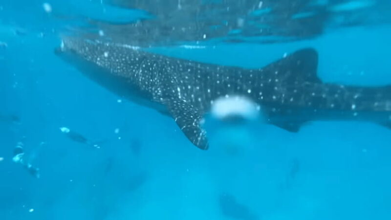 Cebu: Whale Shark Watching, Tumalog Falls & Sumilon Island - FAQ