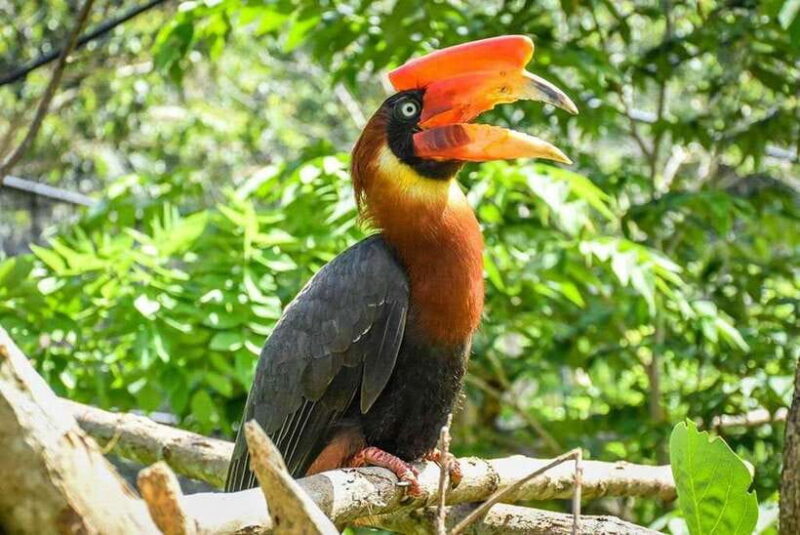 Cebu:Cebu Safari Adventure Park Day Trip - The Sum Up
