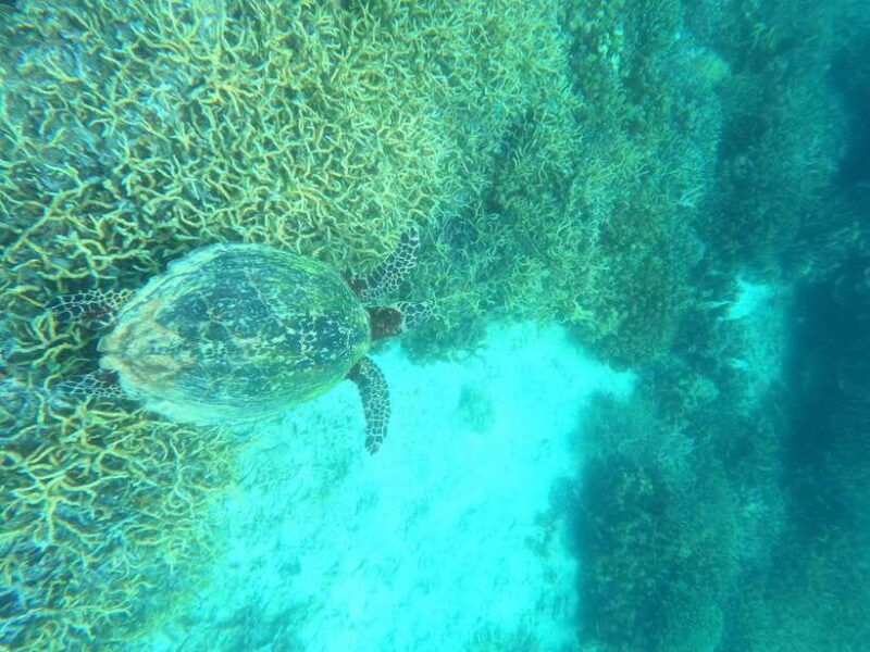 Coron: Dugong Watching with Sea Turtle and Coral Garden tour - Who It’s Best For