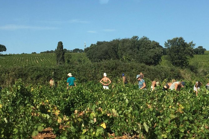 Côtes du Rhône Wine tour: Avignon, Palace of the Popes - FAQ