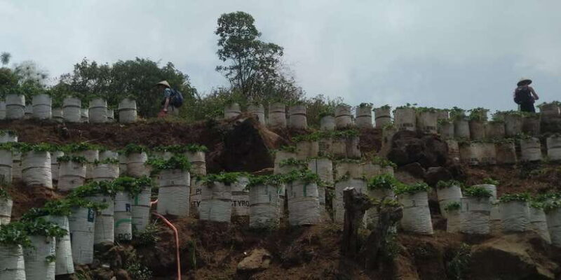 Day Trip White Crater Ciwidey Bandung All In - Tour Guide - FAQ