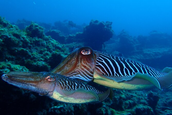 Diving Adventures - Boat and Shore Diving - Authentic Experiences from Reviewers