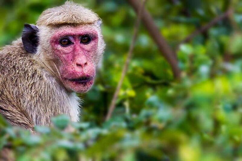 Ella: Drop to Tangalle/Mirissa/Galle & Udawalawa Safari Tour - FAQ