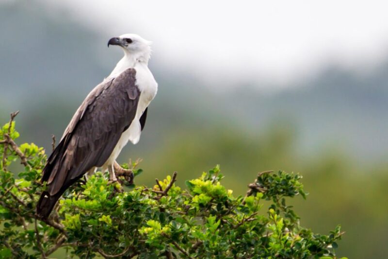Ella: Drop to Yala/Tangalle/Mirissa/Galle & Yala Tour - FAQ