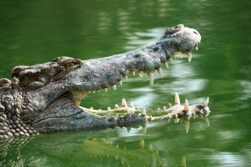 Everglades National Park: Mangrove Tunnel Kayak Eco-Tour - Final Thoughts