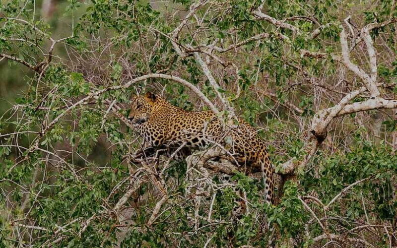 Exclusive : Afternoon Yala Safari with Beach BBQ Dinner - FAQ