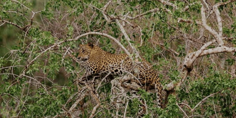 Exclusive : Yala National Park Afternoon Expedition - Why Choose This Tour?