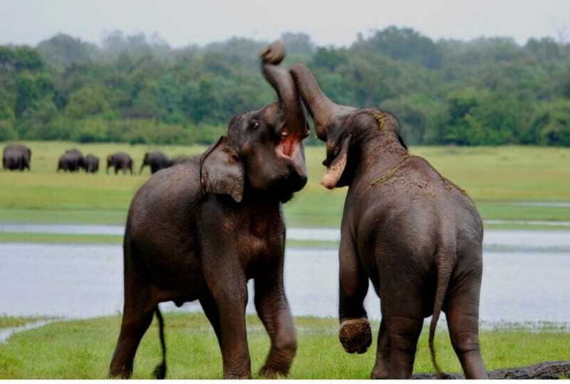 From Anuradhapura: All Inclusive Full Day Safari at Wilpattu - Value and Cost Analysis