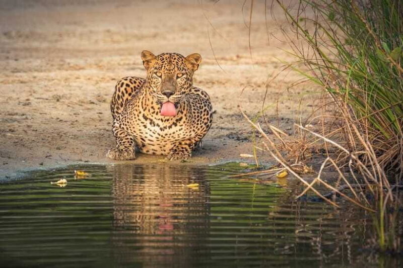 From Anuradhapura: Wilpattu National Park Half-Day Safari - Final Thoughts