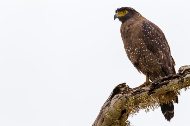 From Colombo: Yala National Park 4x4 Safari with Transfers - FAQ