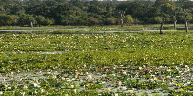 From Hikkaduwa/ Galle/ Mirissa - Yala National Park Safari - FAQ
