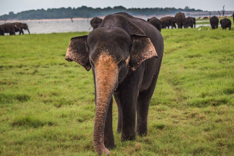 From Hikkaduwa: Udawalawe National Park Safari Tour - The Sum Up: Why This Tour Is a Good Choice