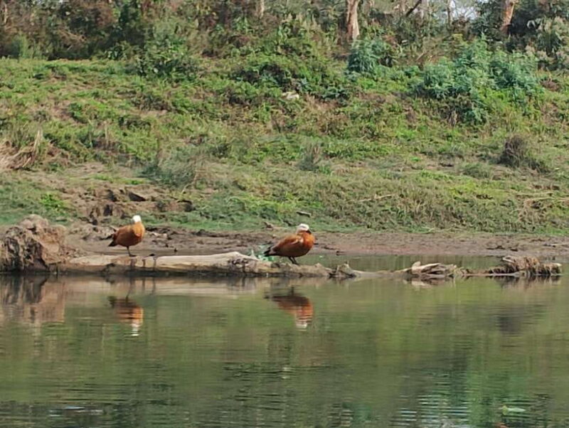 From Kathmandu or Pokhara 3 day Chitwan Tour with Rafting - Travel Tips and Considerations
