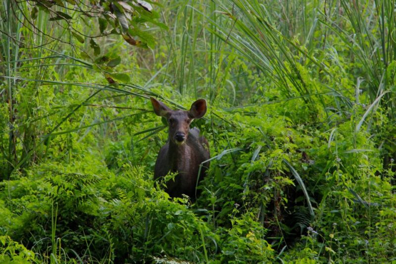 From Kathmandu/Pokhara: Private 3-Day Chitwan Safari Tour - FAQ