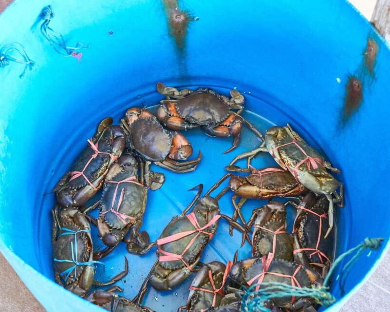 From Kuala Lumpur: Crab Island Tour with Seafood Lunch - Final Thoughts