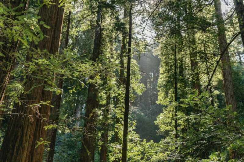 From San Francisco: Guided Muir Woods Tour - Final Thoughts