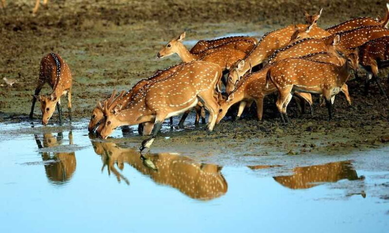 From Tangalle: All Inclusive Half Day Safari in Yala-Private - Frequently Asked Questions
