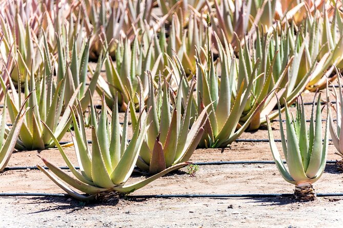 Fuerteventura Villages Caves and Farm Tour with Lunch from South - FAQ