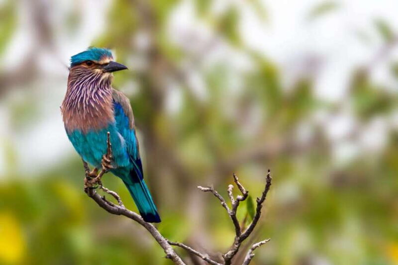 Galle/Mirissa/Tangalle: Transfer to Ella & Yala Safari - Final Thoughts