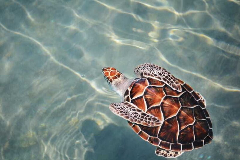 Galle Sea Turtles visit & Day Tour From: Hambantota Port - FAQ